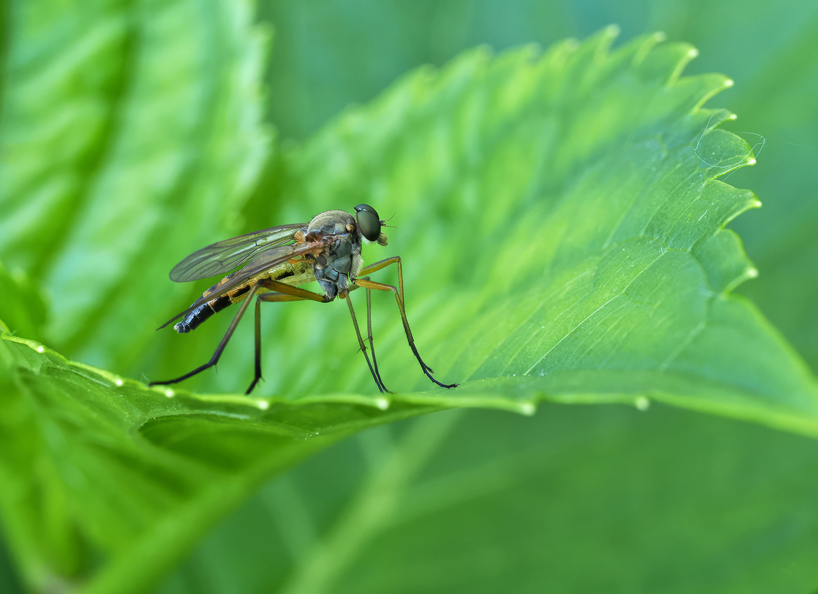 Nature & Wildlife - Photography - FM Forums