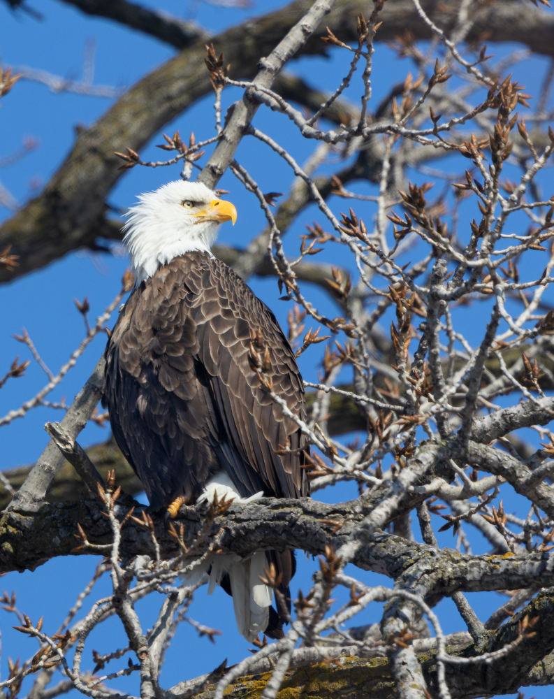 first eagle pics of the year - Nature & Wildlife - Photography - FM Forums