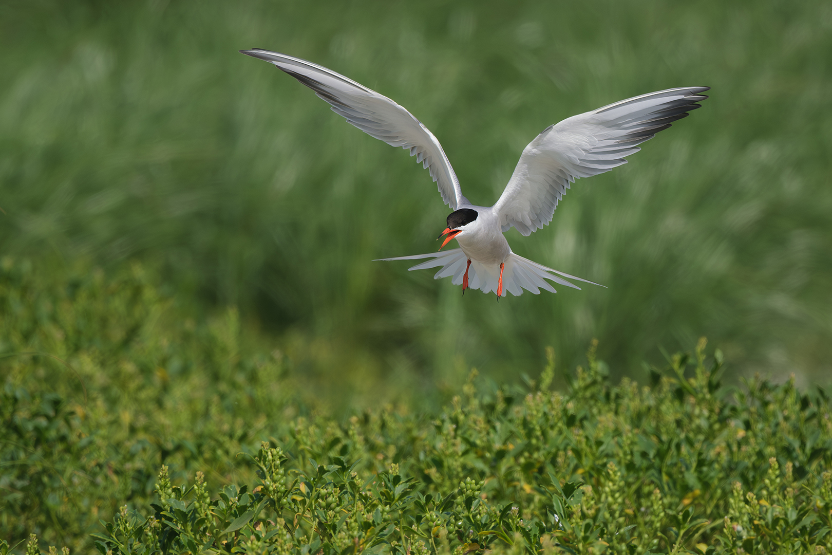 Assorted environmental flights at Nickerson Beach - Nature & Wildlife ...