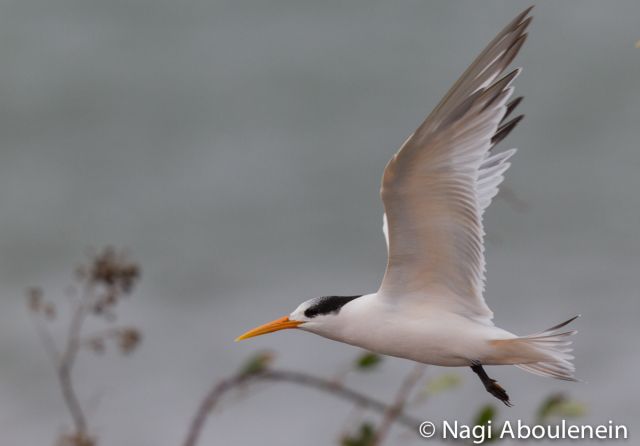 Nature & Wildlife - Photography - FM Forums