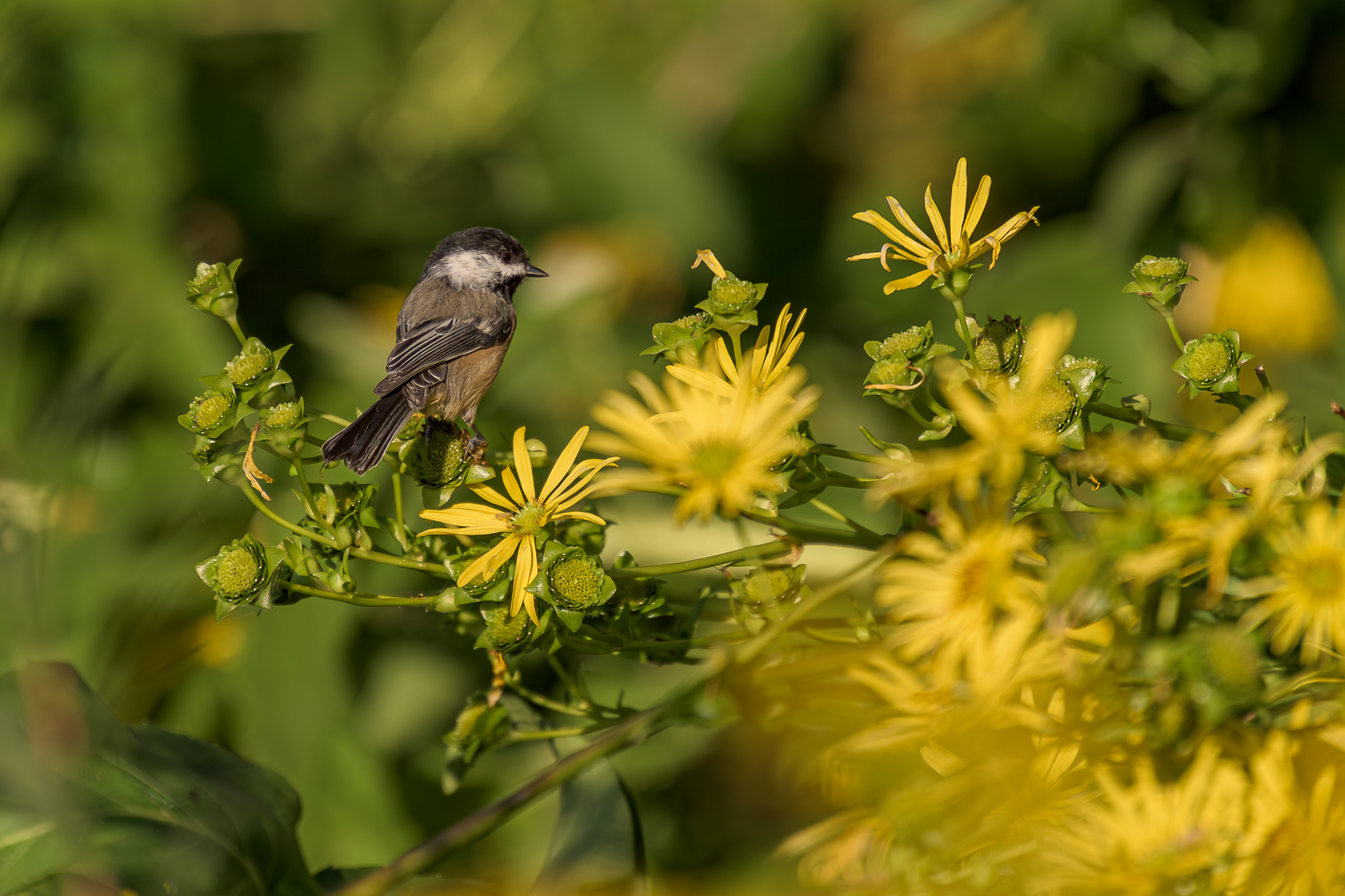 Nature & Wildlife - Photography - FM Forums