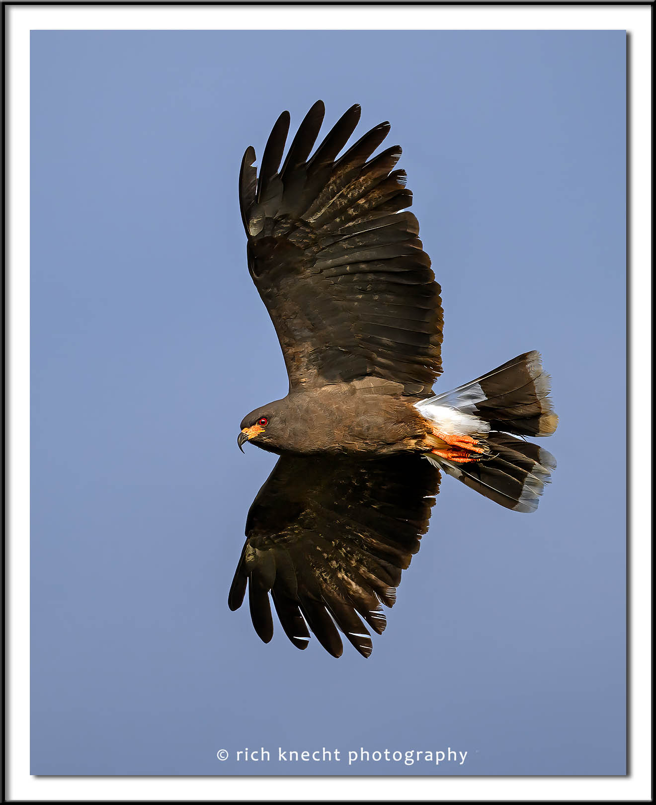 Snail Kites - Nature & Wildlife - Photography - FM Forums