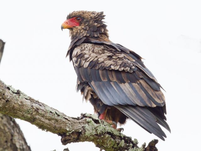 Nature & Wildlife - Photography - FM Forums