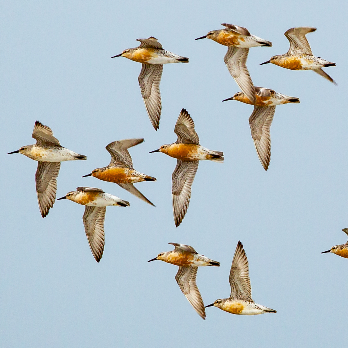 Nature & Wildlife - Photography - FM Forums
