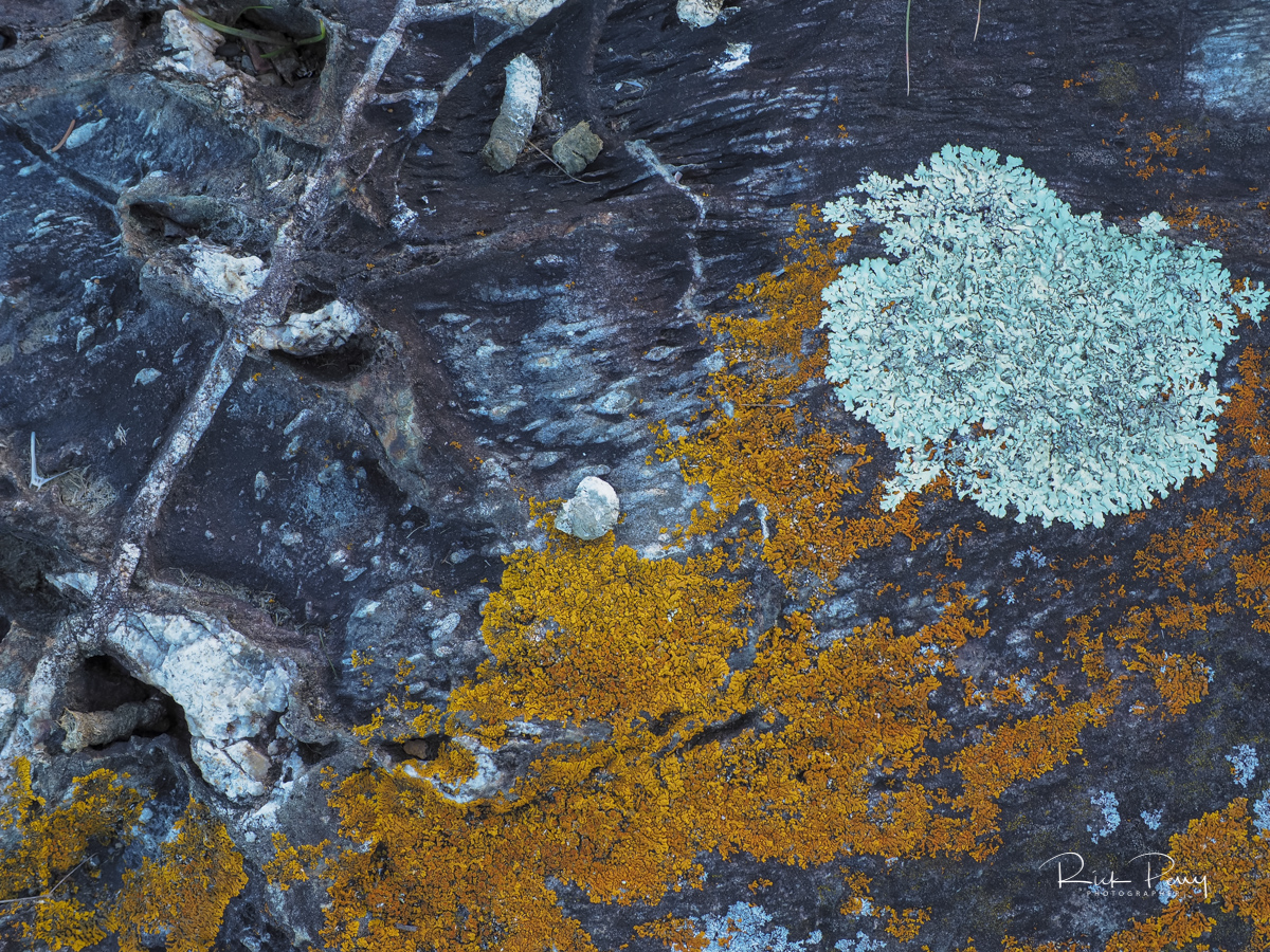 'Lichen Art' - FM Forums