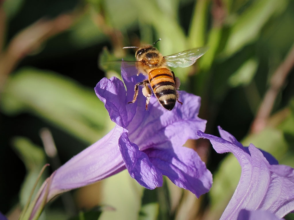 Do Bees Like Petunias