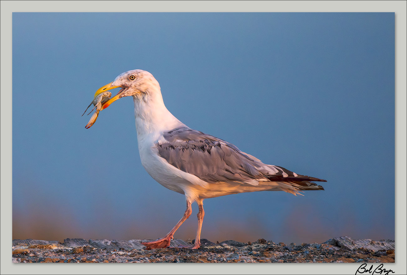 Nature & Wildlife - Photography - FM Forums