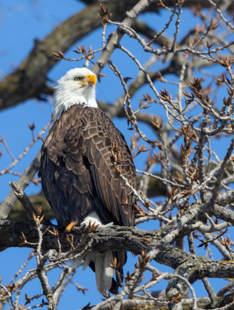 Nature & Wildlife - Photography - FM Forums