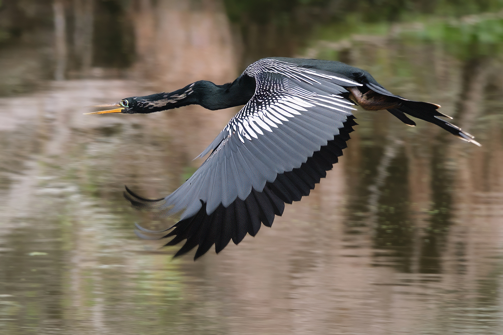 Nature & Wildlife - Photography - FM Forums