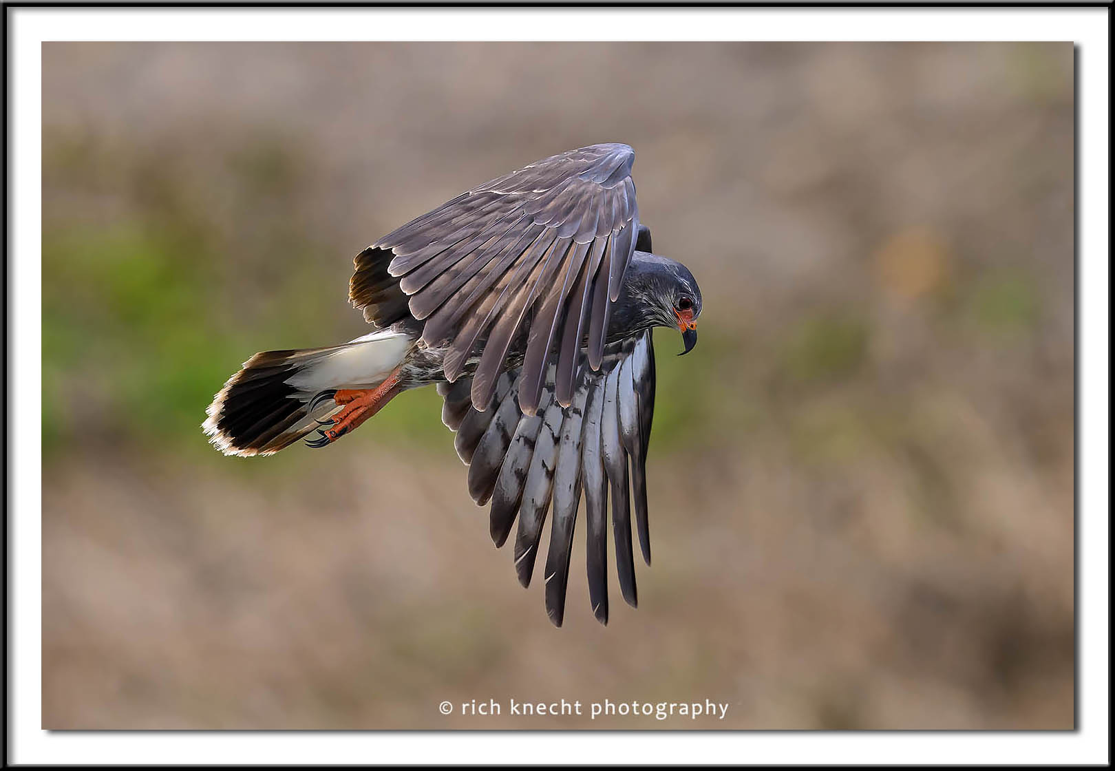 Snail Kites - Nature & Wildlife - Photography - FM Forums