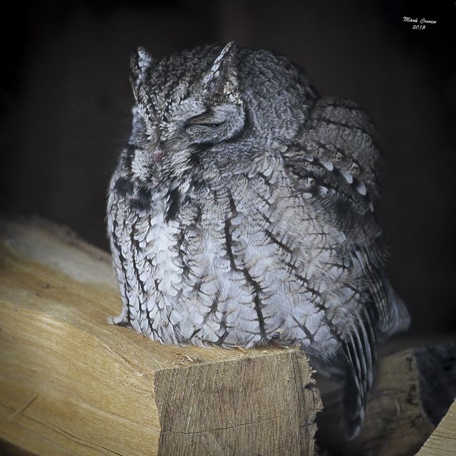 Eastern Screech-Owl (Gray Morph) 2 - FM Forums