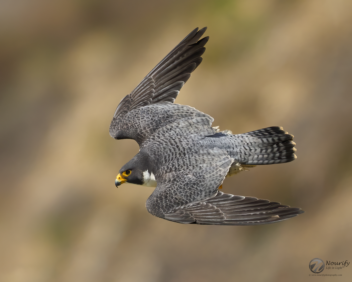 Nature & Wildlife - Photography - FM Forums