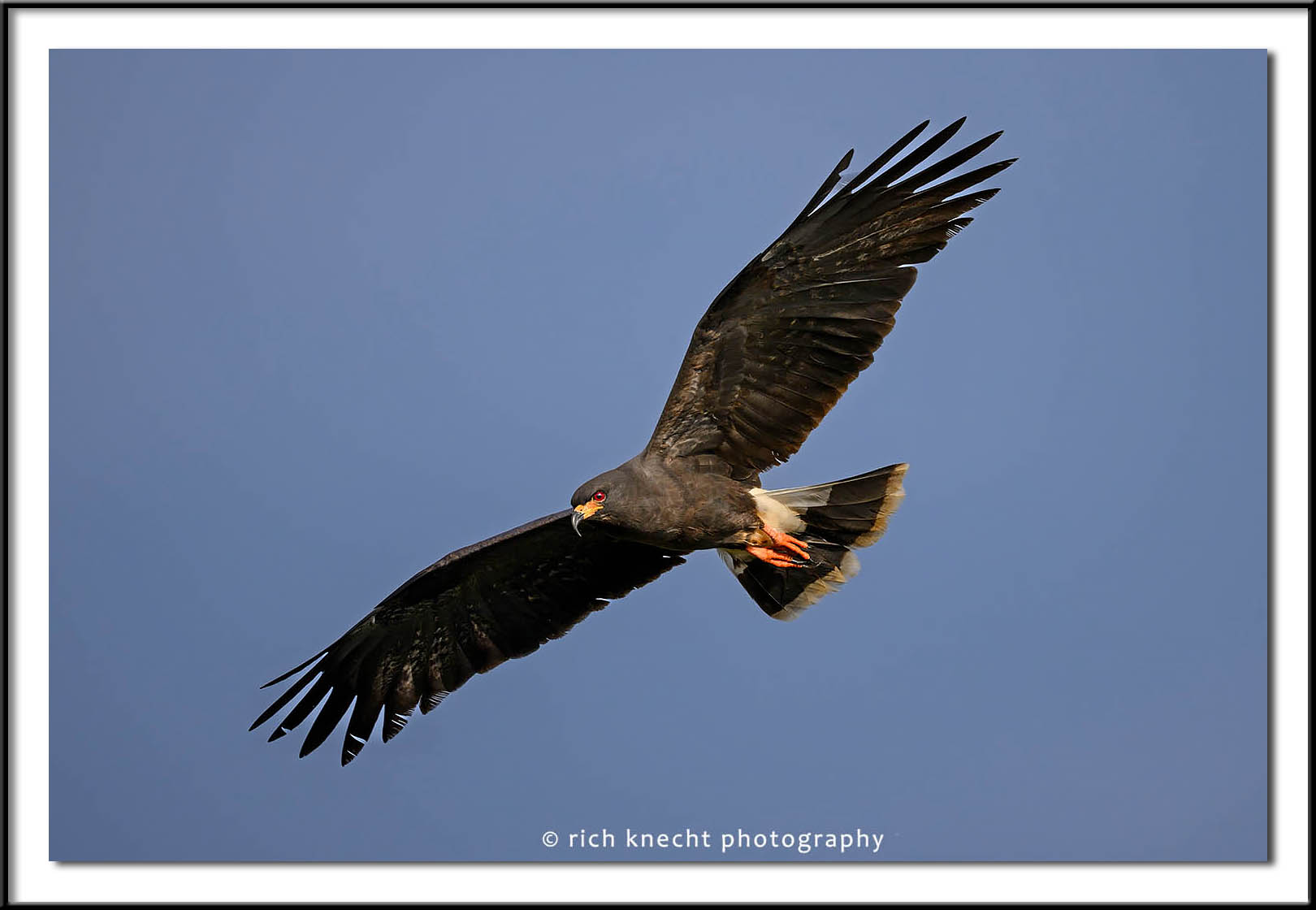 Snail Kites - Nature & Wildlife - Photography - FM Forums