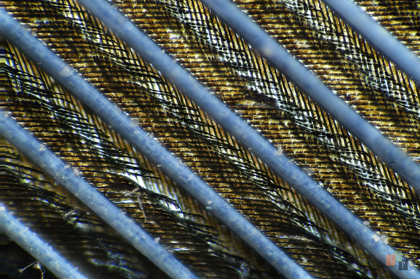Blue Jay feathers round #2 - DING - Macro & Still Life - Photography ...