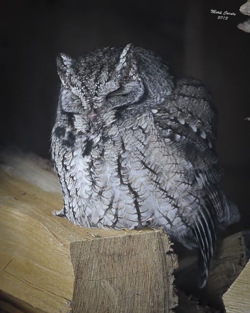 Eastern Screech-Owl (Gray Morph) 2 - FM Forums