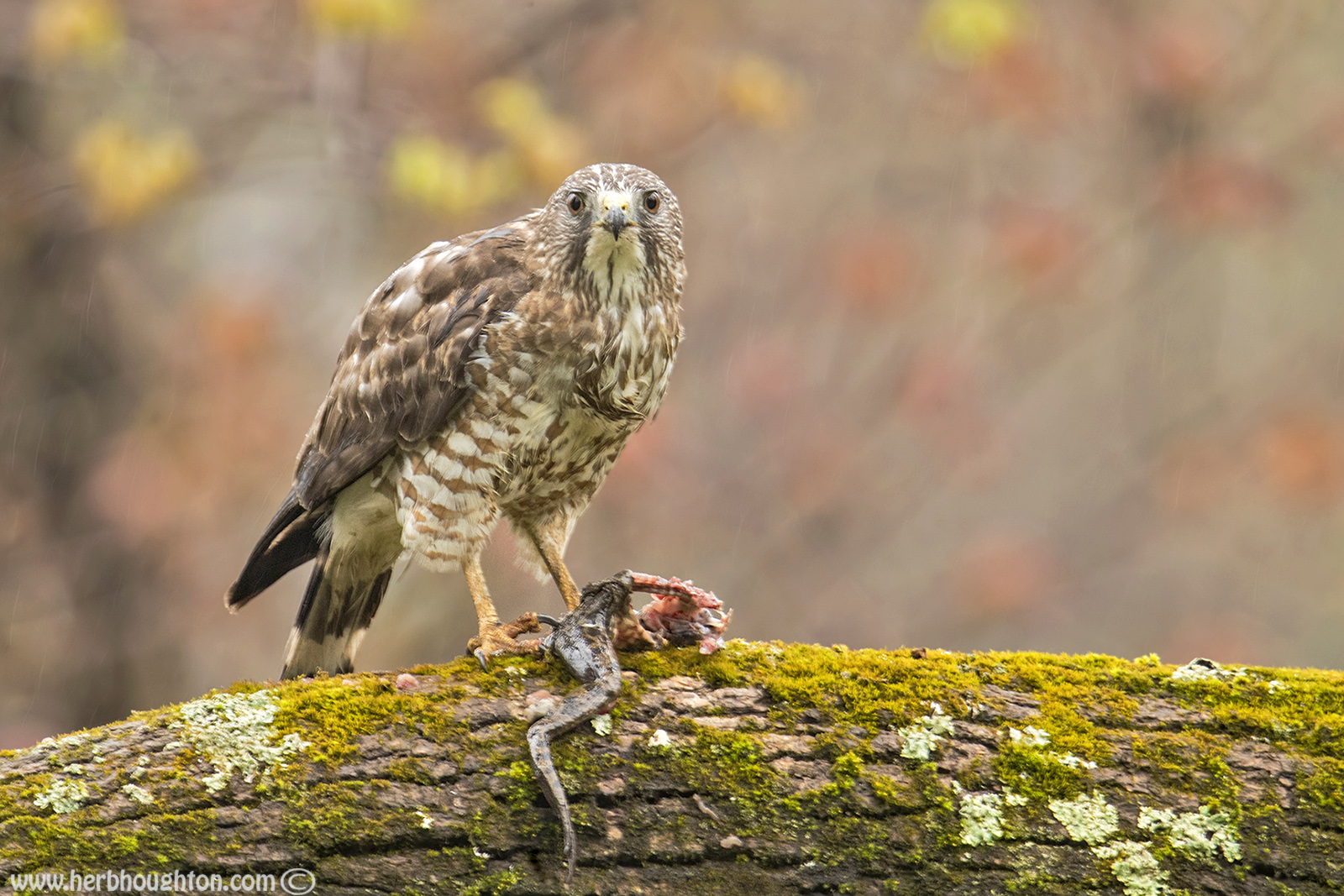 Nature & Wildlife - Photography - FM Forums