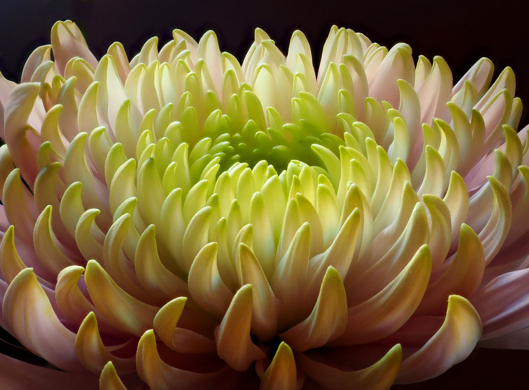 Nature & Wildlife - Photography - FM Forums