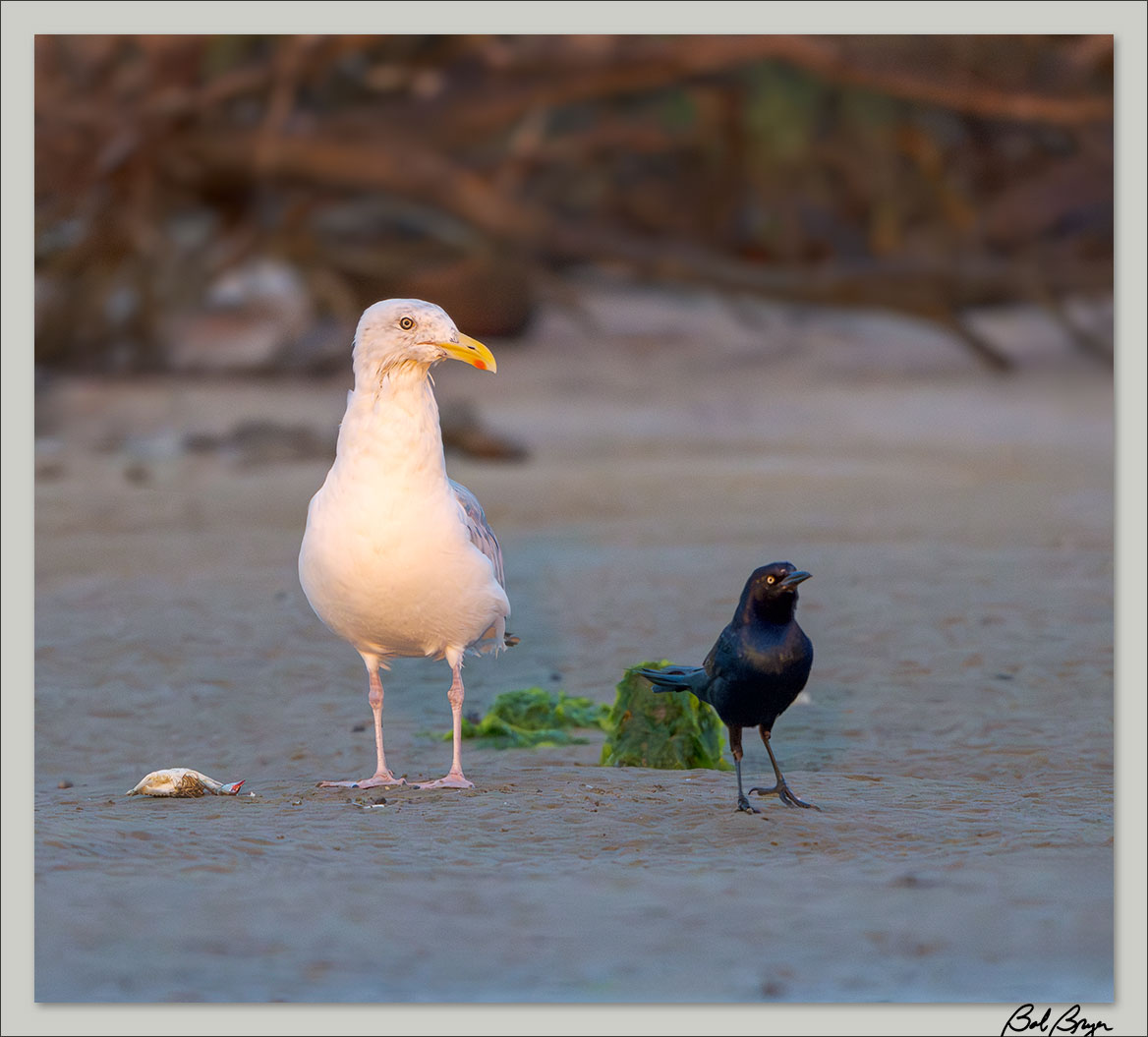 Nature & Wildlife - Photography - FM Forums