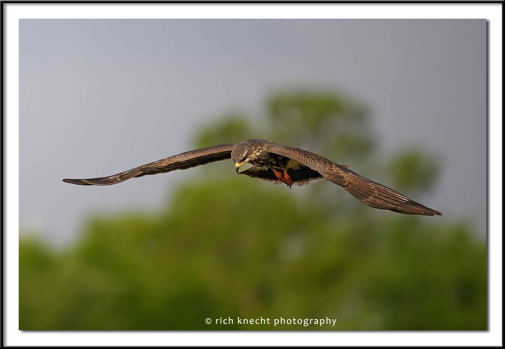 Snail Kites - Nature & Wildlife - Photography - FM Forums