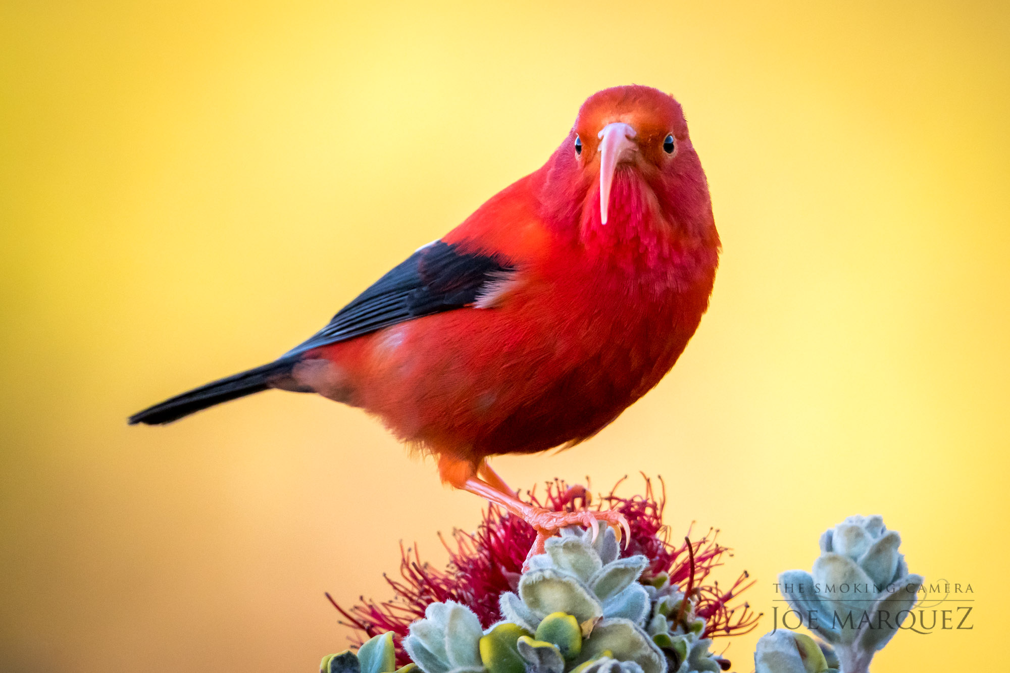 Nature & Wildlife - Photography - FM Forums