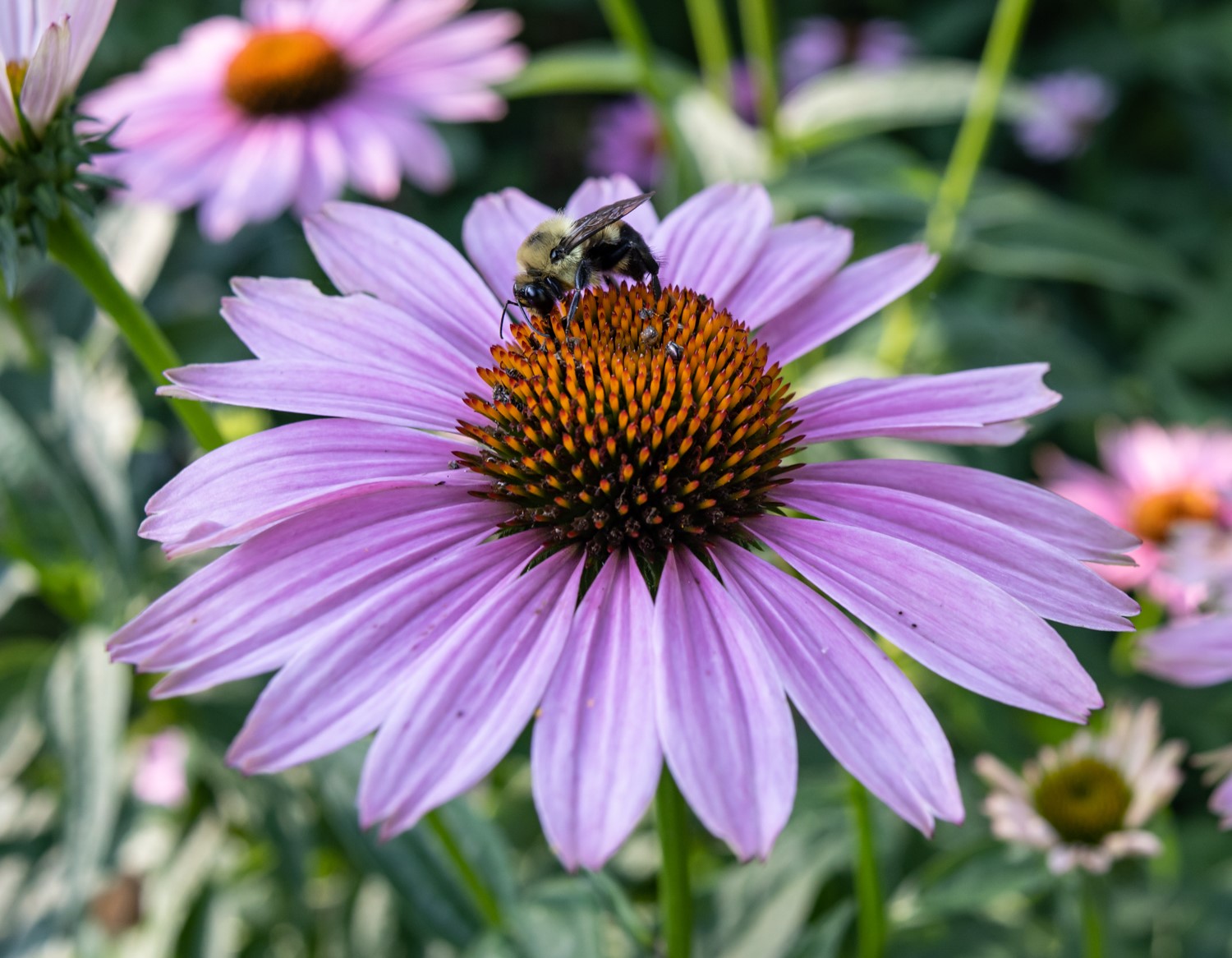 Pollination - FM Forums