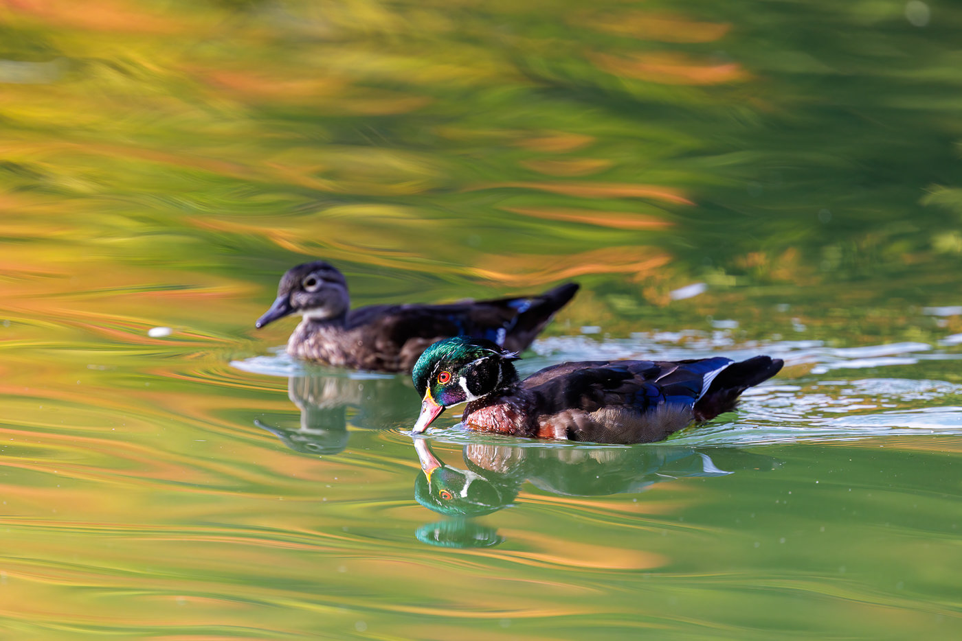 Nature & Wildlife - Photography - FM Forums