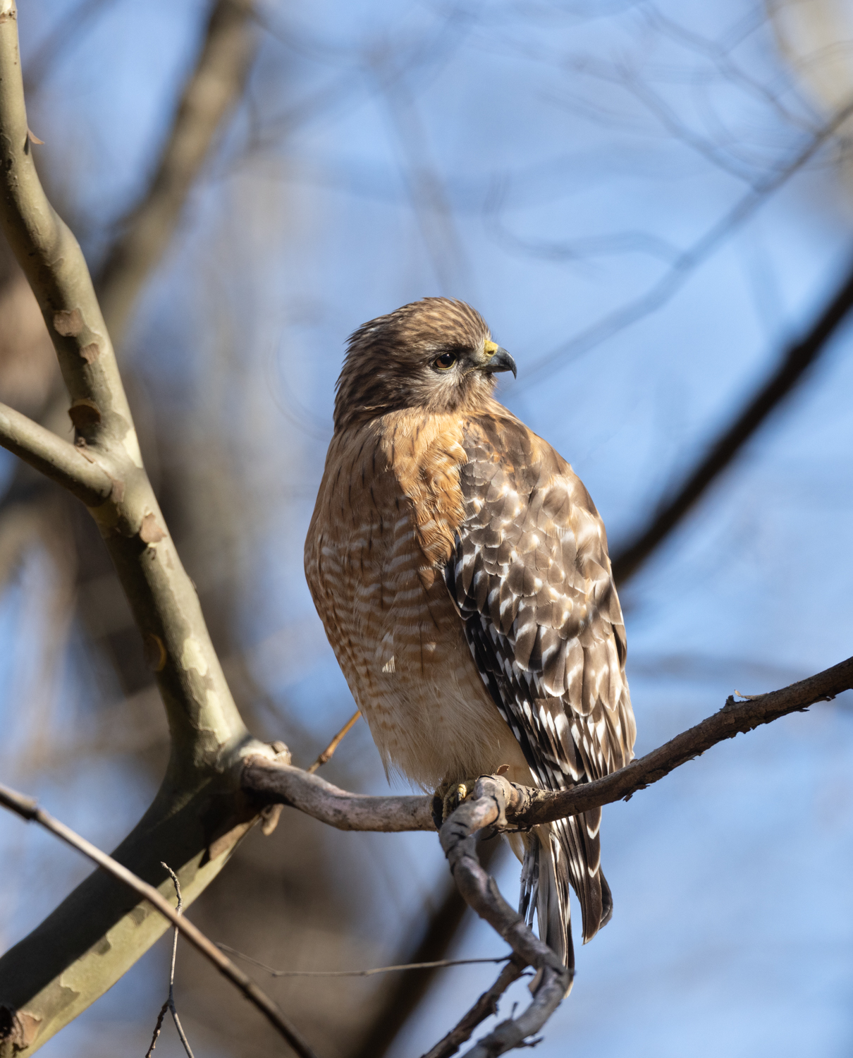 Nature & Wildlife - Photography - FM Forums