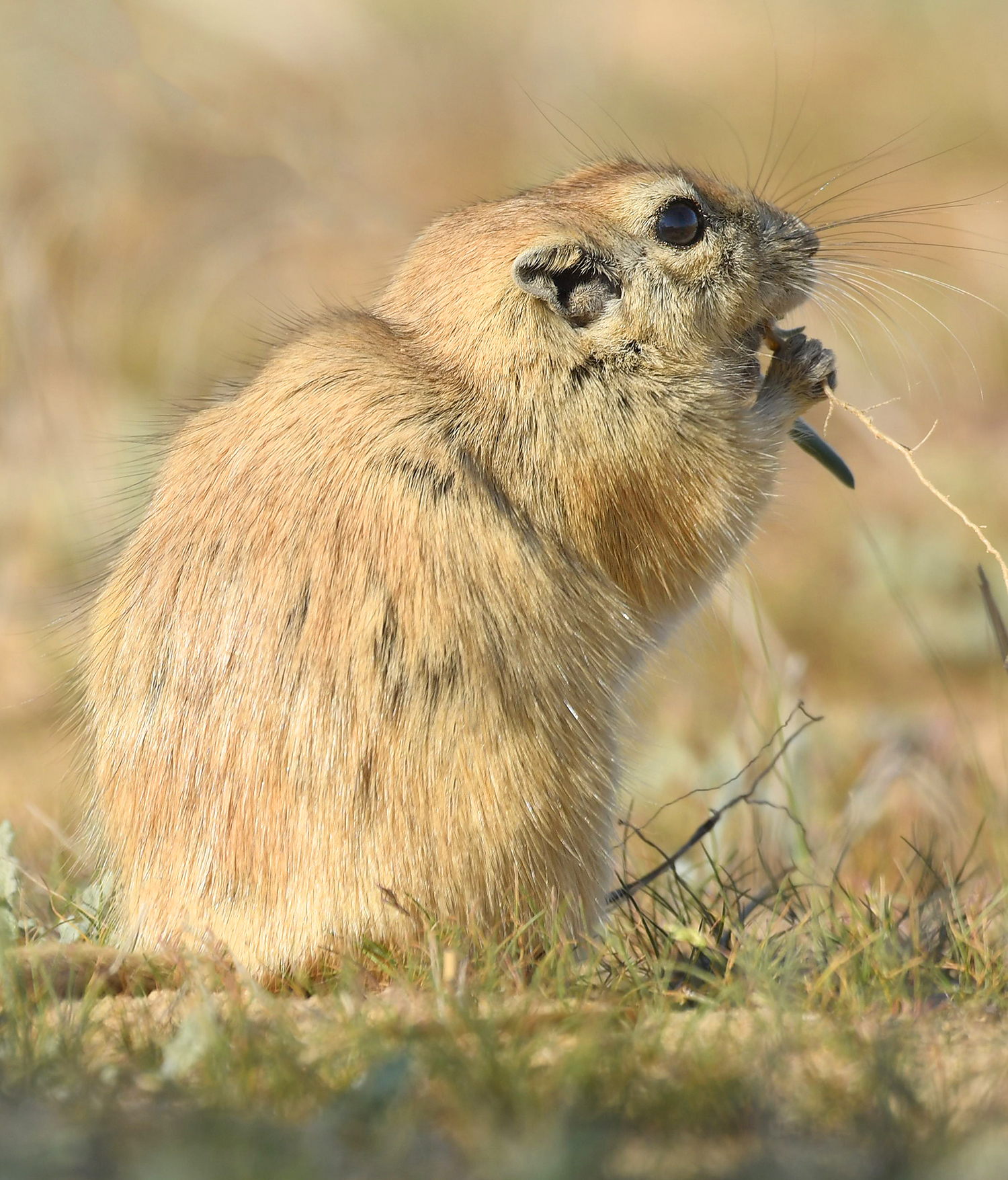 Nature & Wildlife - Photography - FM Forums