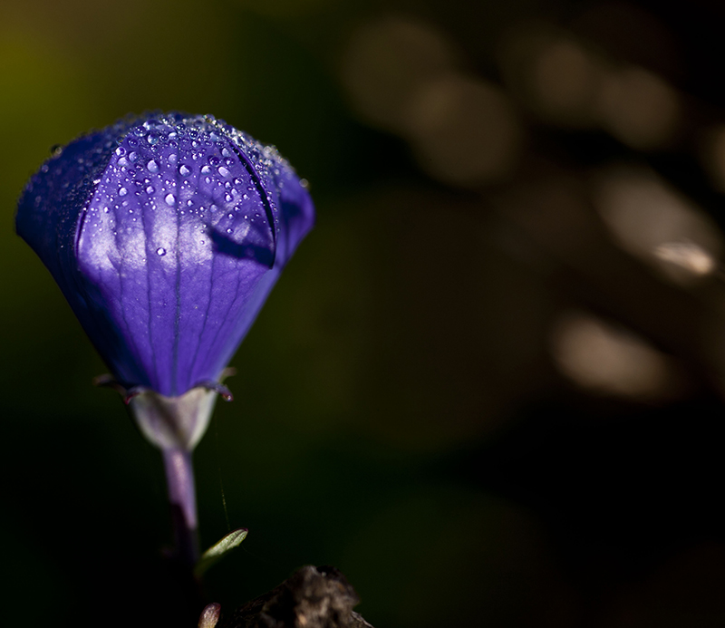 Nature & Wildlife - Photography - FM Forums