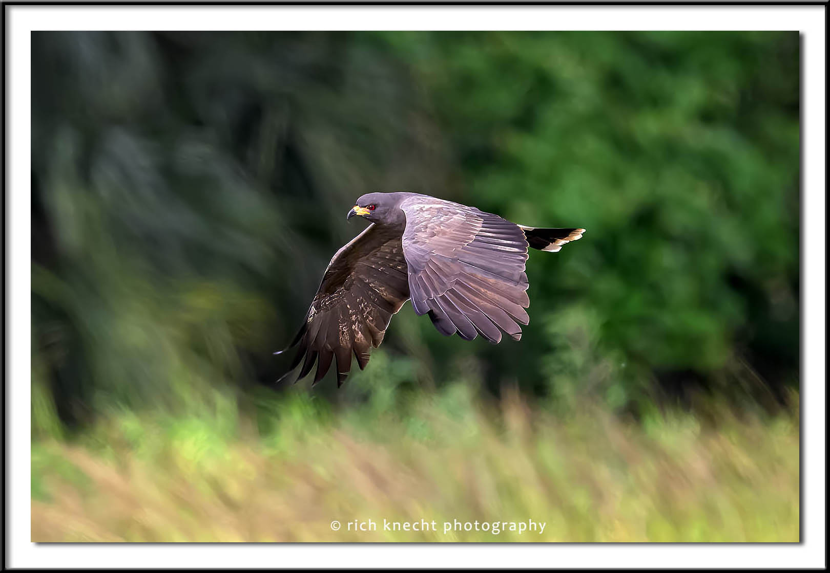 Snail Kites - Nature & Wildlife - Photography - FM Forums