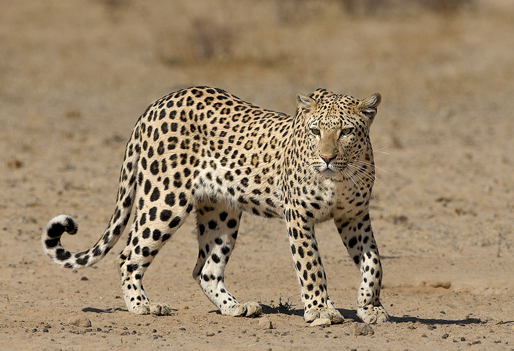 Nature & Wildlife - Photography - FM Forums