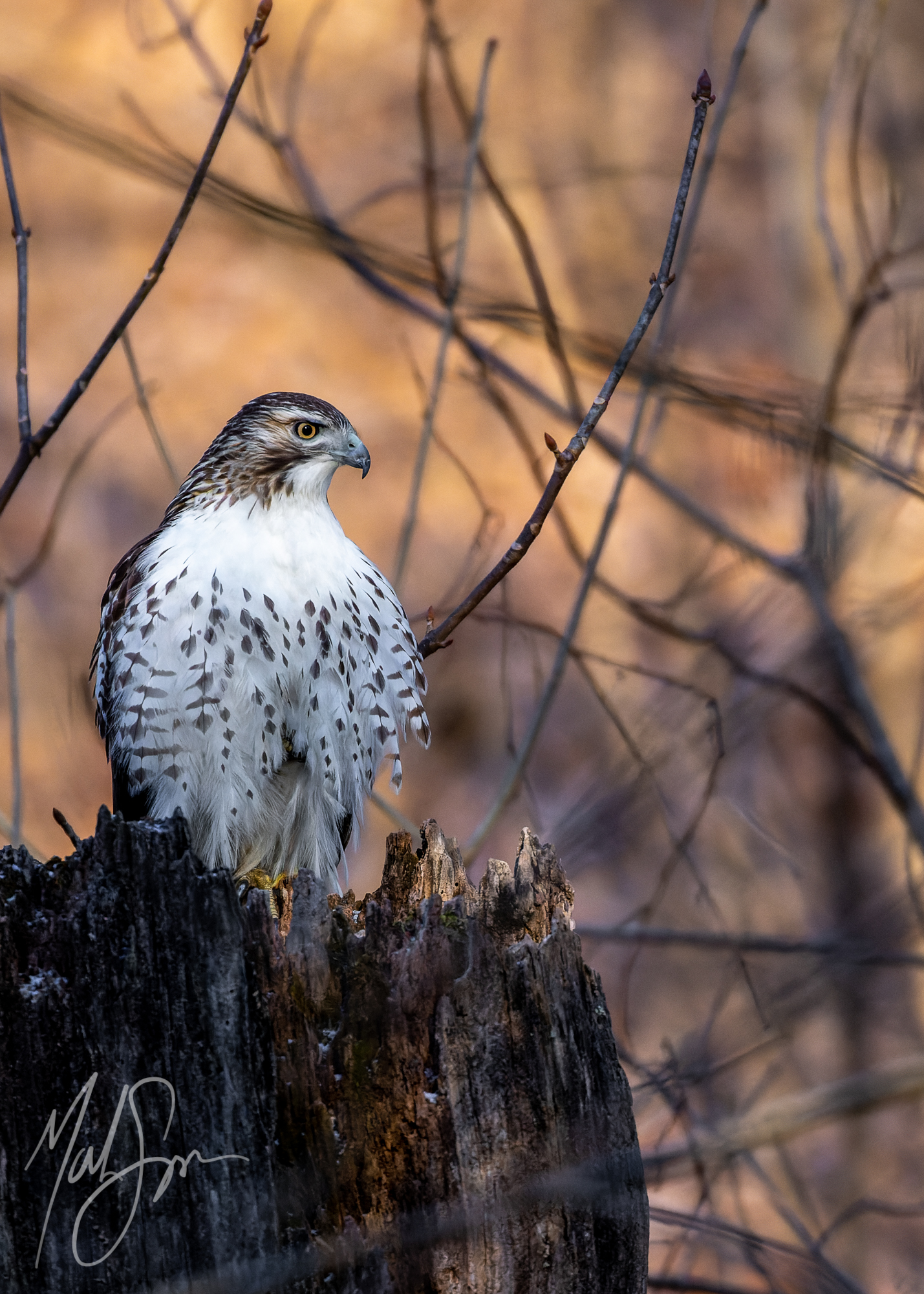 Nature & Wildlife - Photography - FM Forums