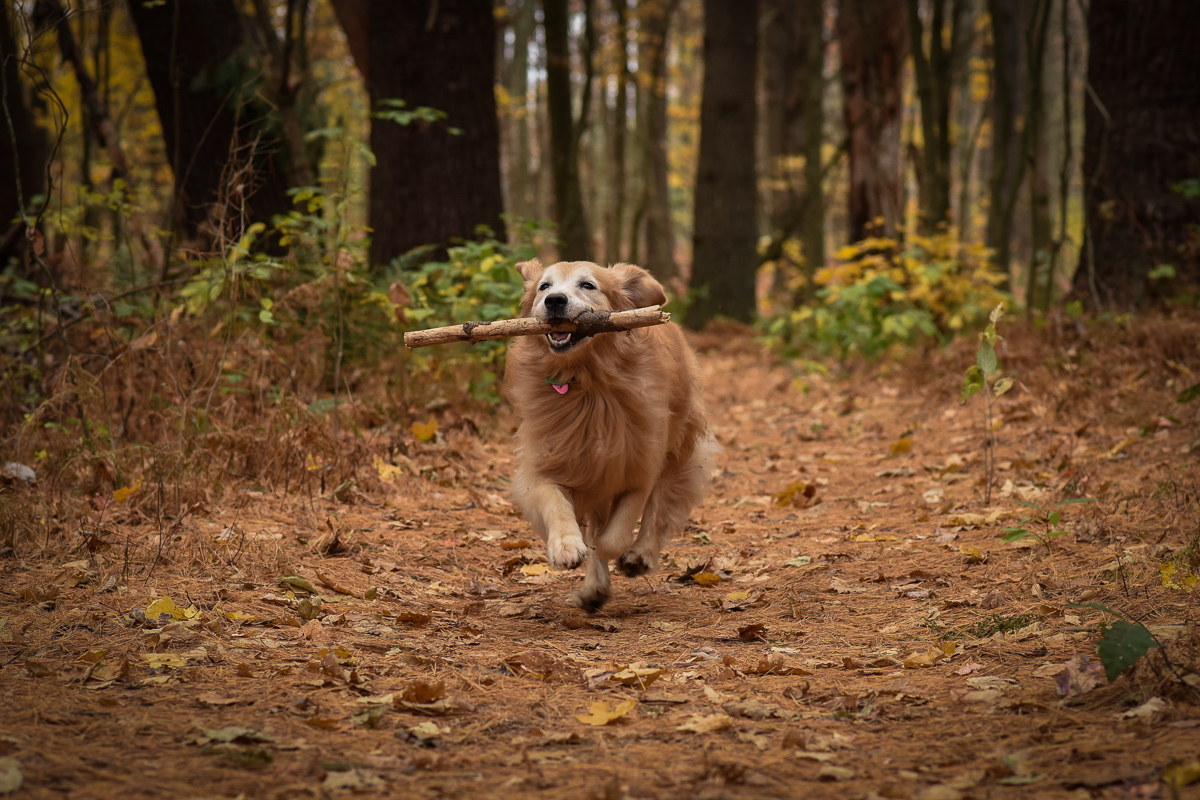Nikon Forum - Photography - FM Forums