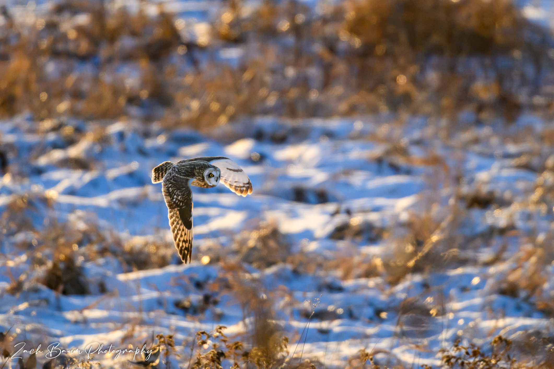 Nature & Wildlife - Photography - FM Forums