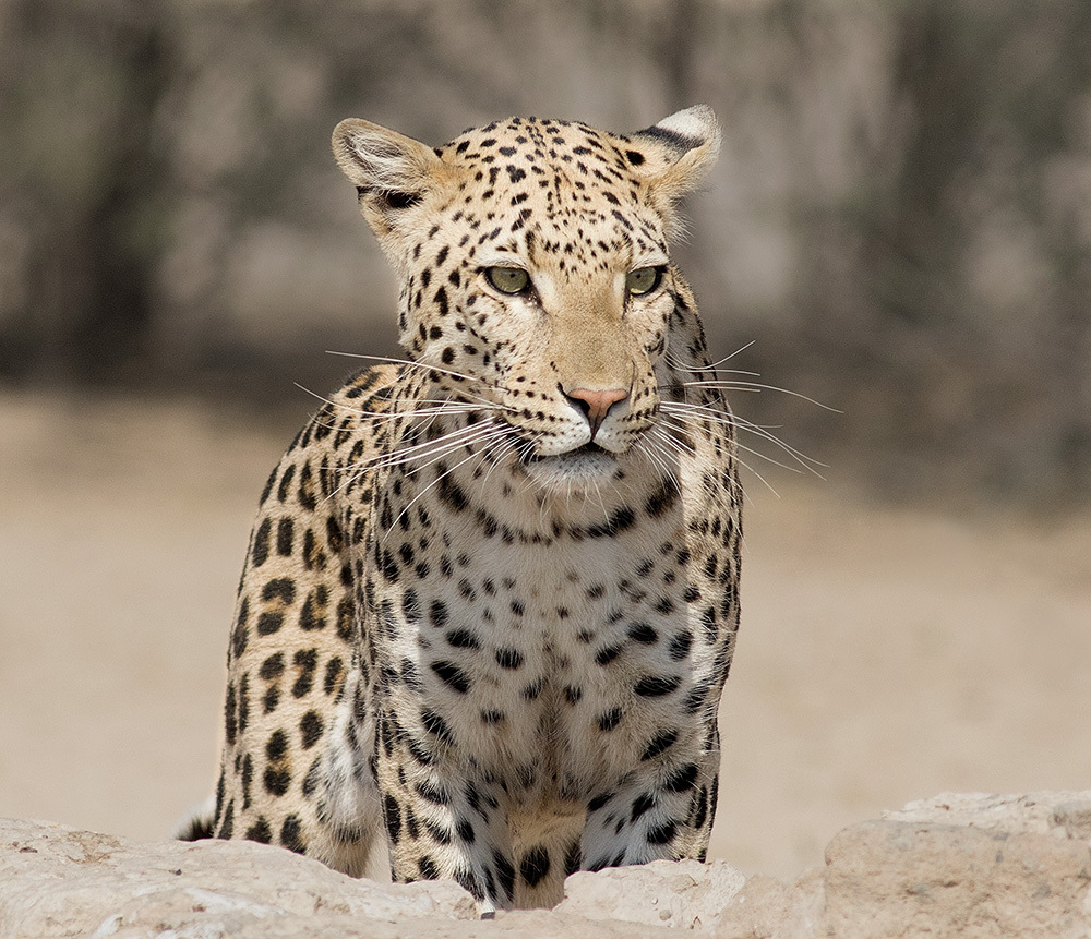 Nature & Wildlife - Photography - FM Forums