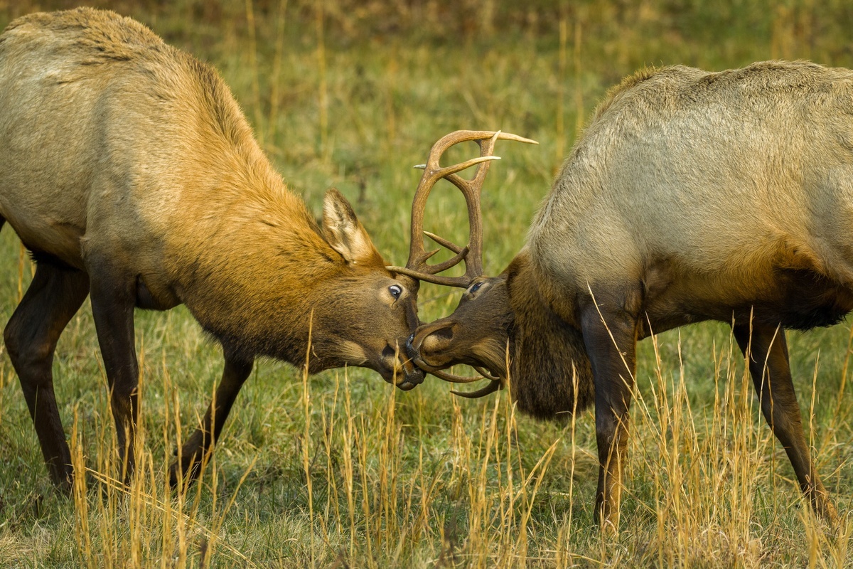 Nature & Wildlife - Photography - FM Forums