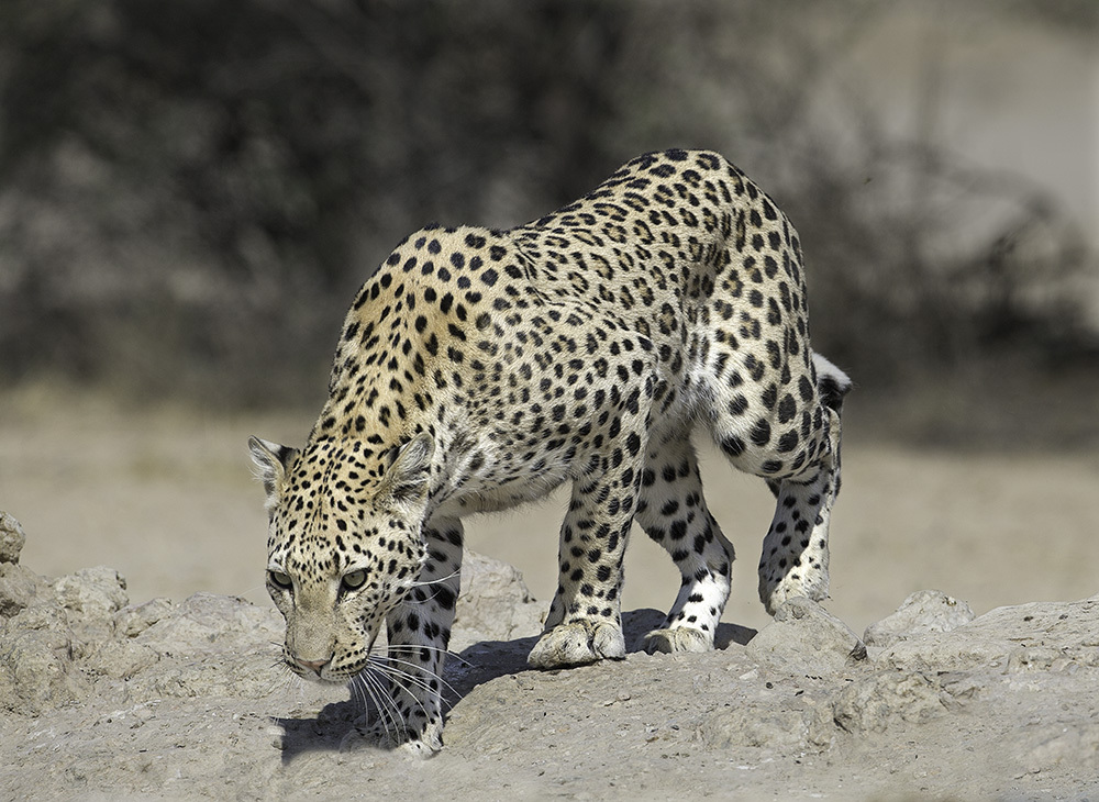 Nature & Wildlife - Photography - FM Forums
