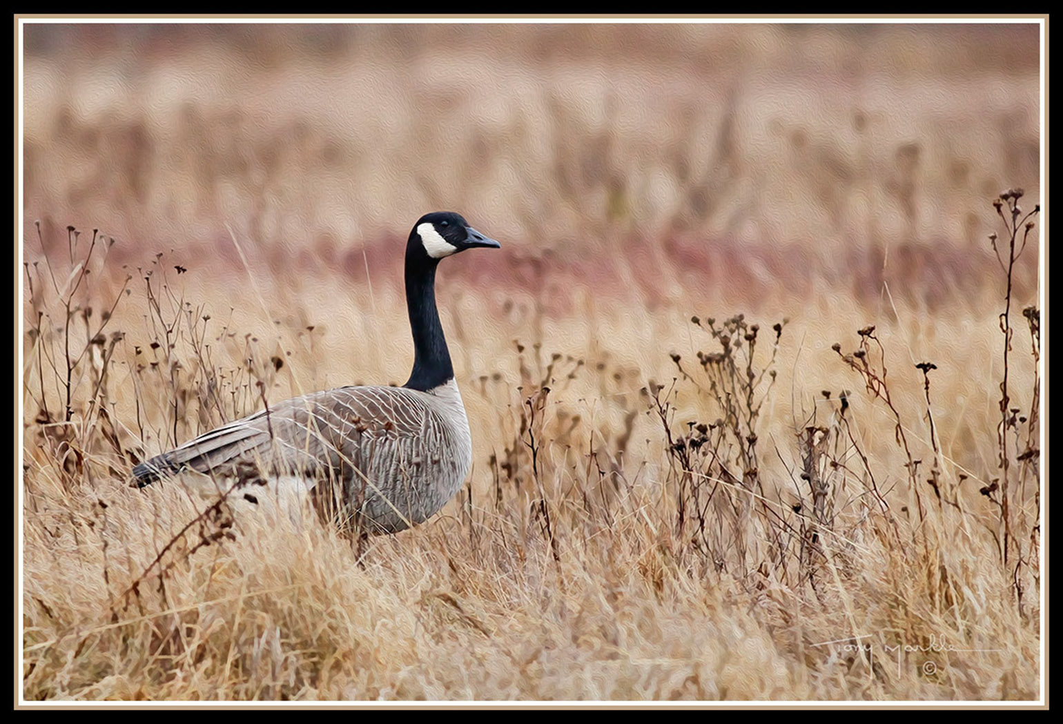 The Most Hated Bird in the World? - Part 4 - The End - FM Forums