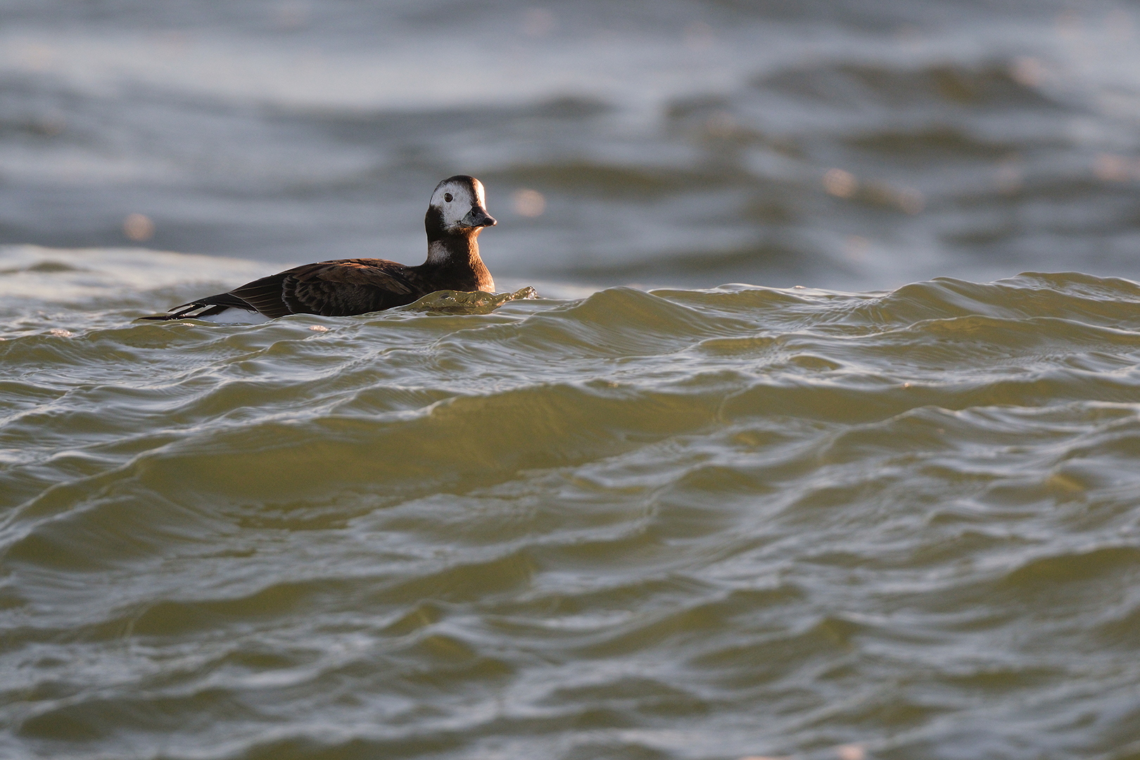 Nature & Wildlife - Photography - FM Forums