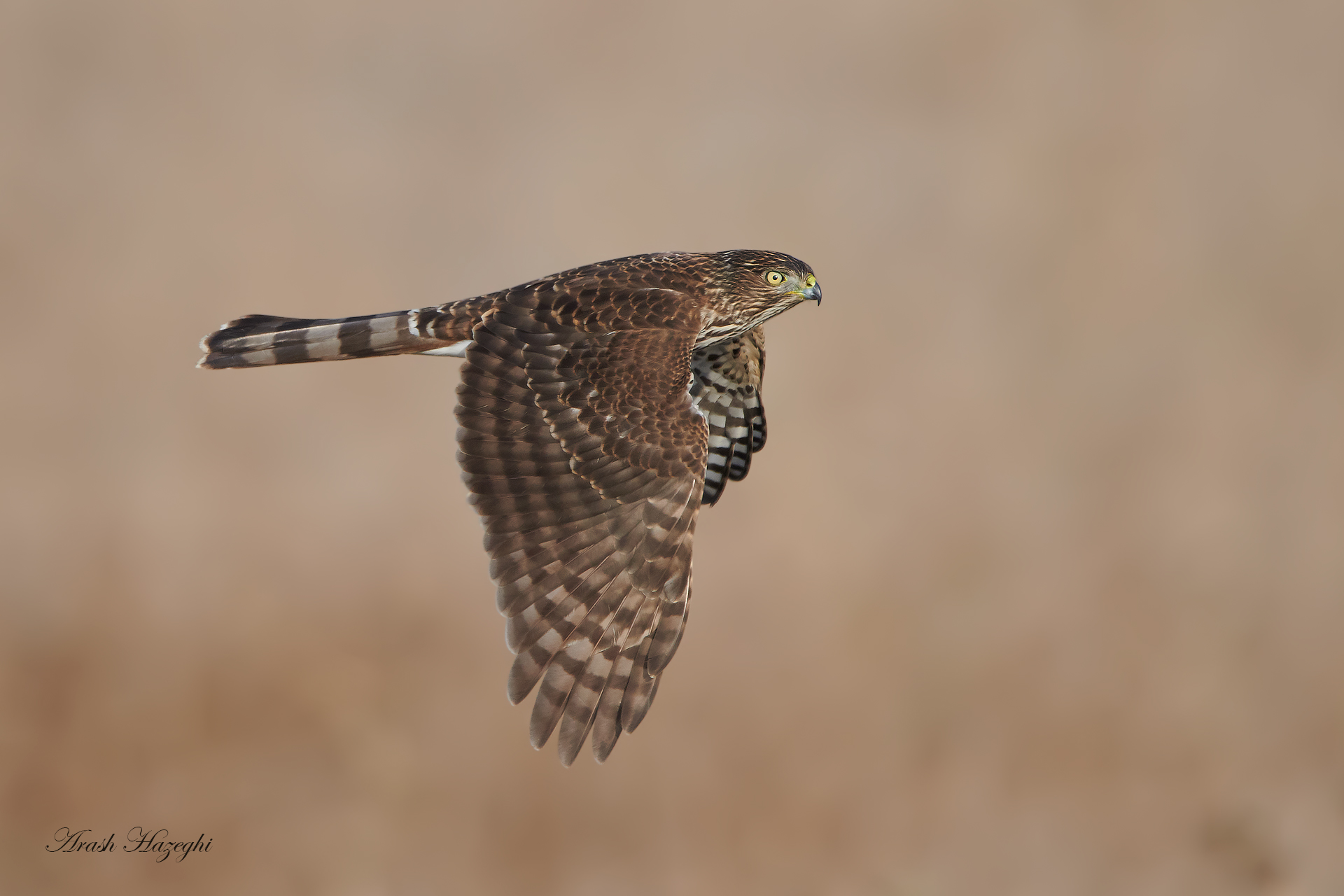 Nature & Wildlife - Photography - FM Forums