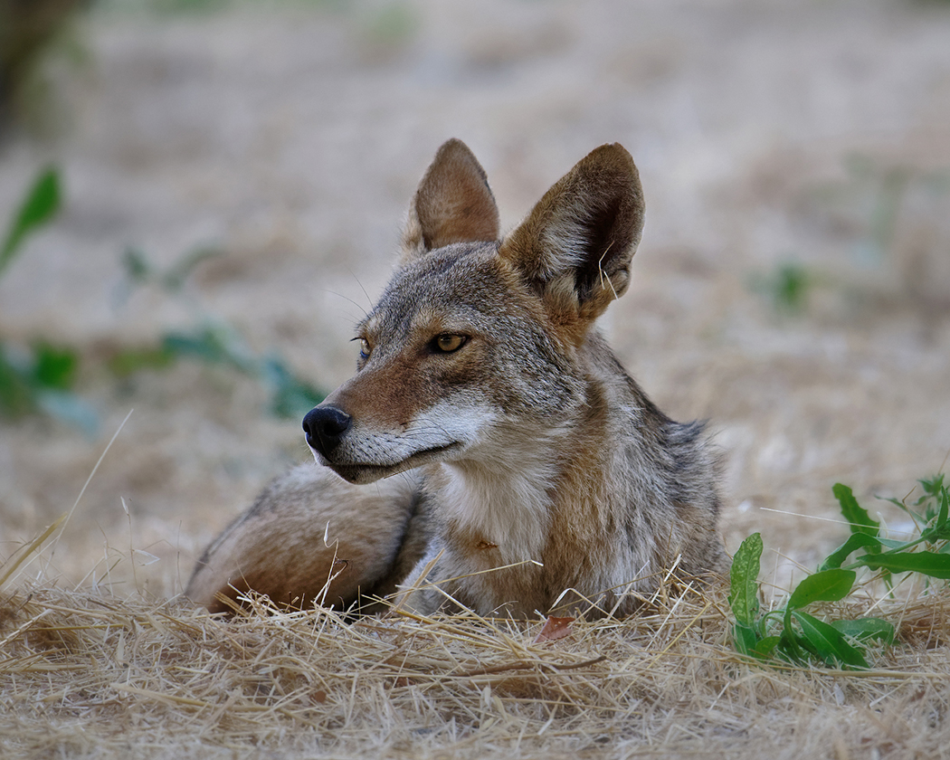 Nature & Wildlife - Photography - FM Forums