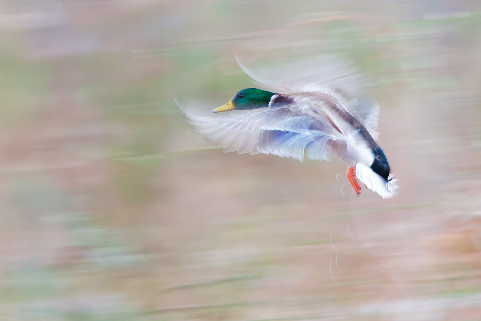 Nature & Wildlife - Photography - FM Forums