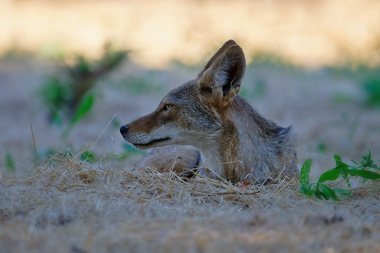 Nature & Wildlife - Photography - FM Forums