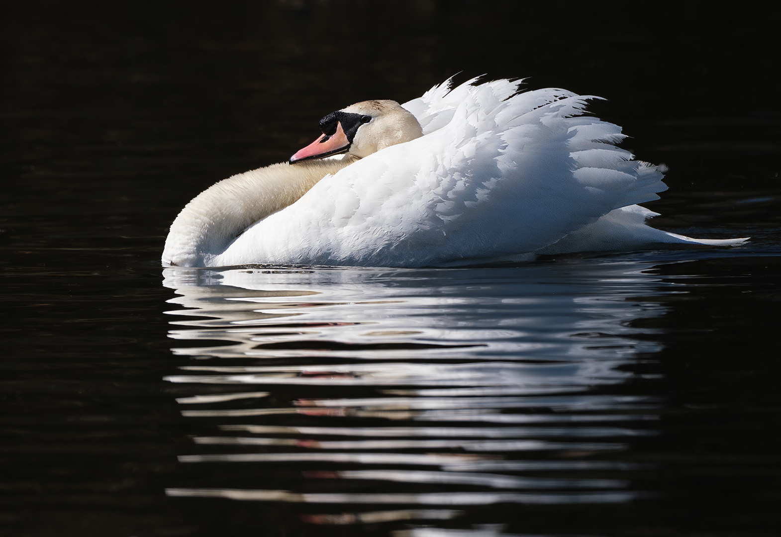 Nature & Wildlife - Photography - FM Forums