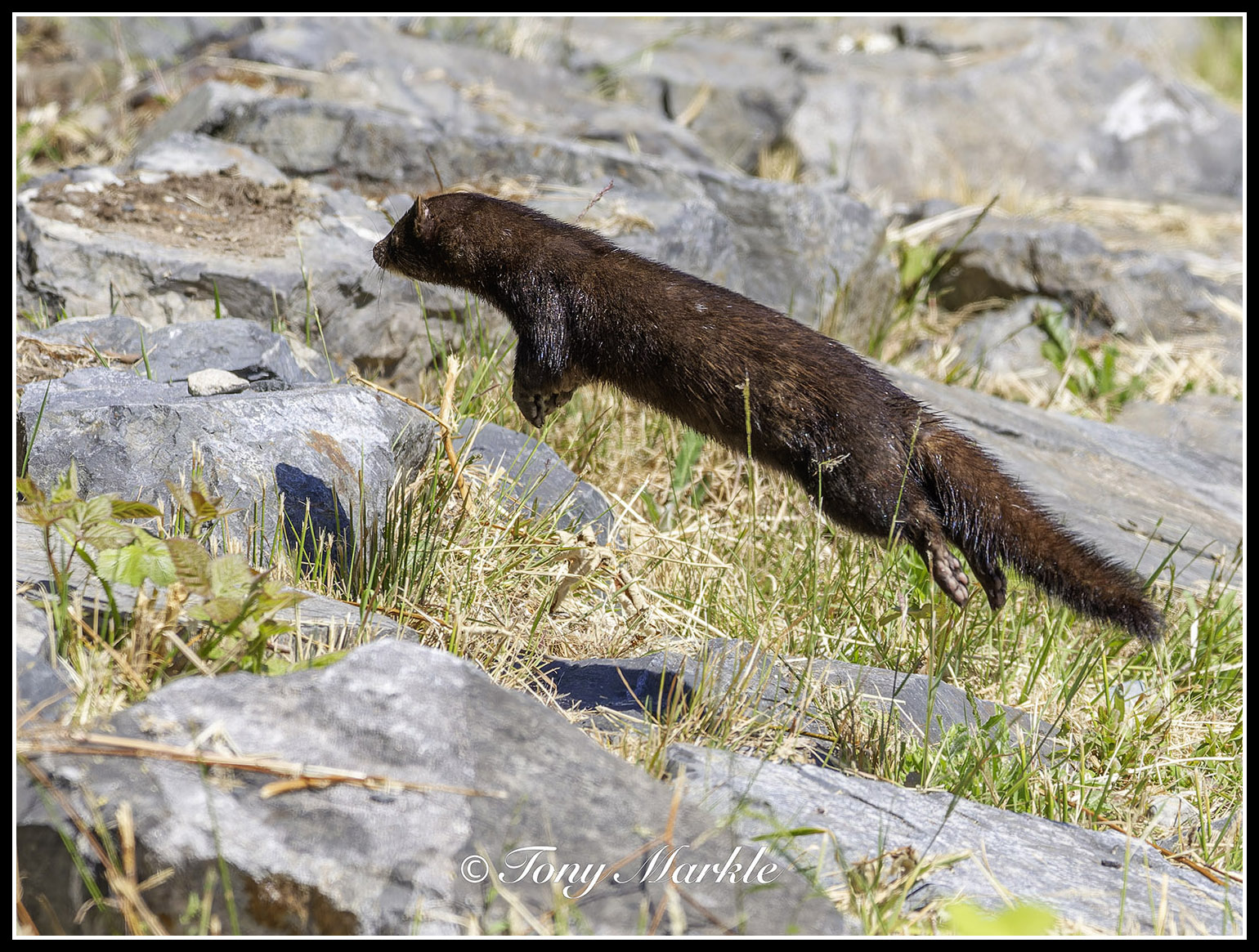 Mink from the vault - Part 1 - 9 images - Nature & Wildlife ...