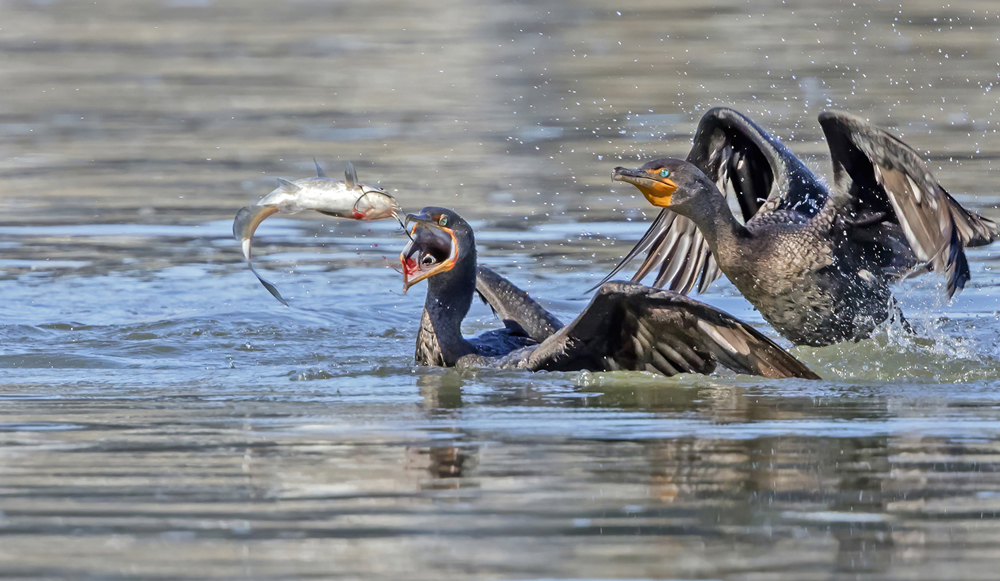 Nature & Wildlife - Photography - FM Forums