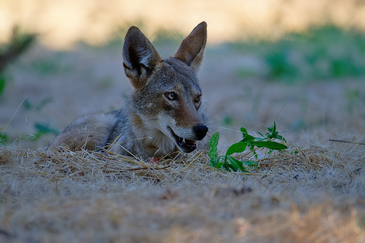 Nature & Wildlife - Photography - FM Forums