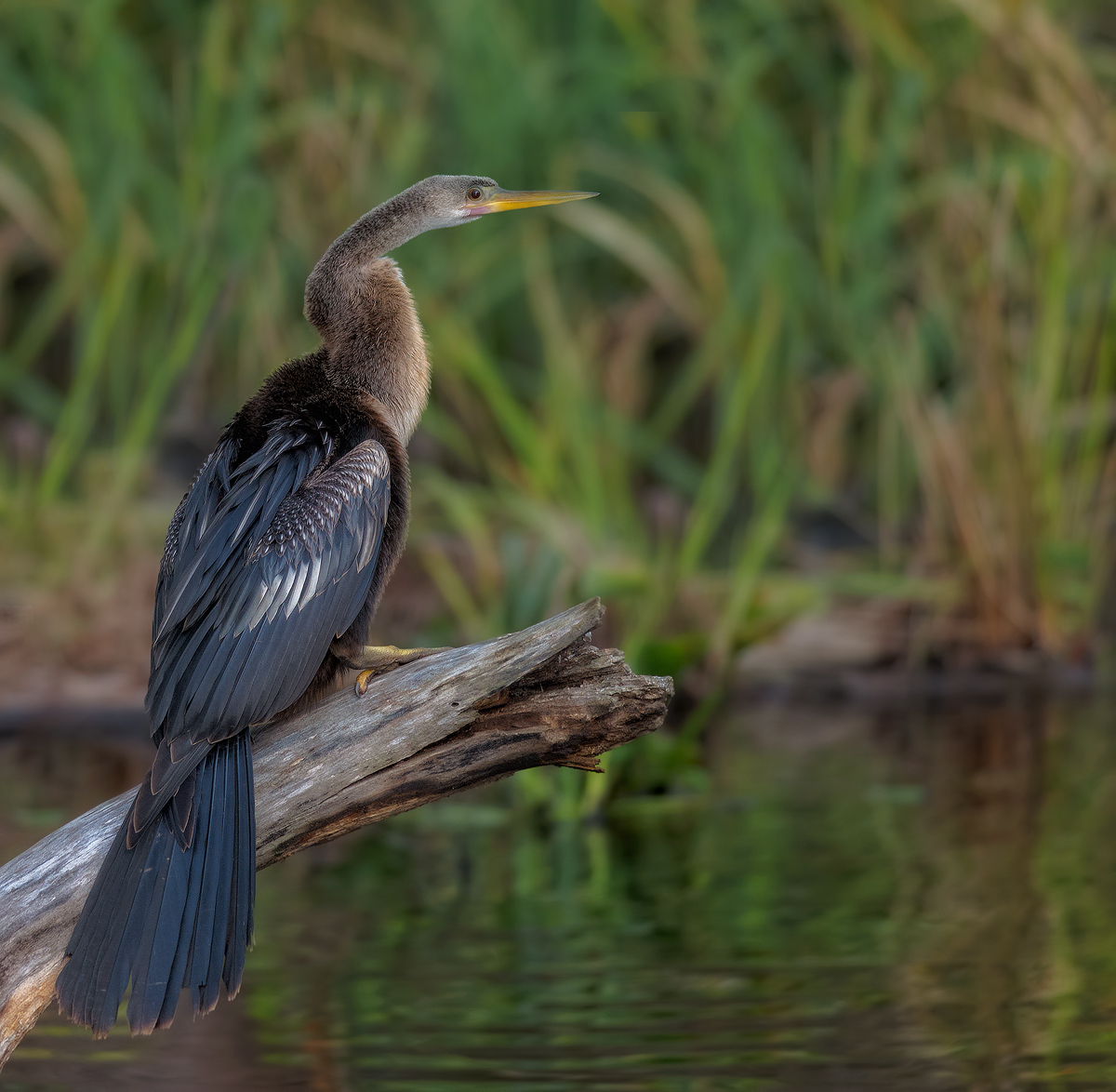 Nature & Wildlife - Photography - FM Forums