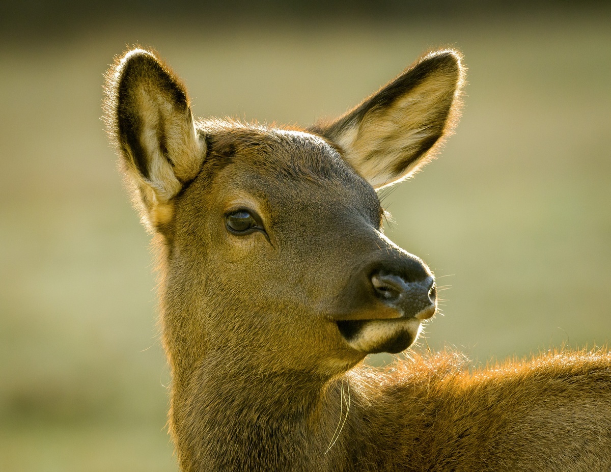 Nature & Wildlife - Photography - FM Forums
