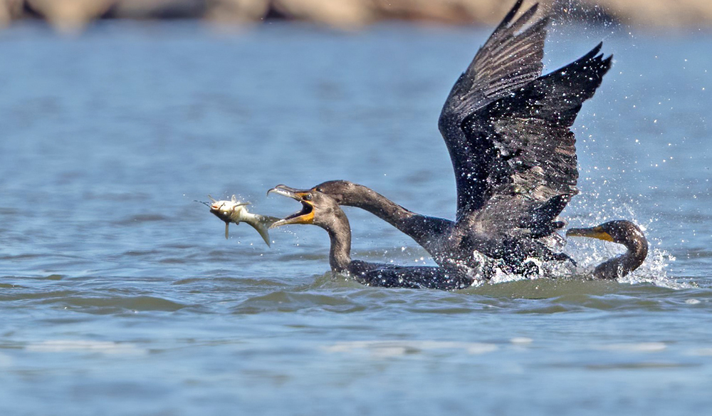Nature & Wildlife - Photography - FM Forums